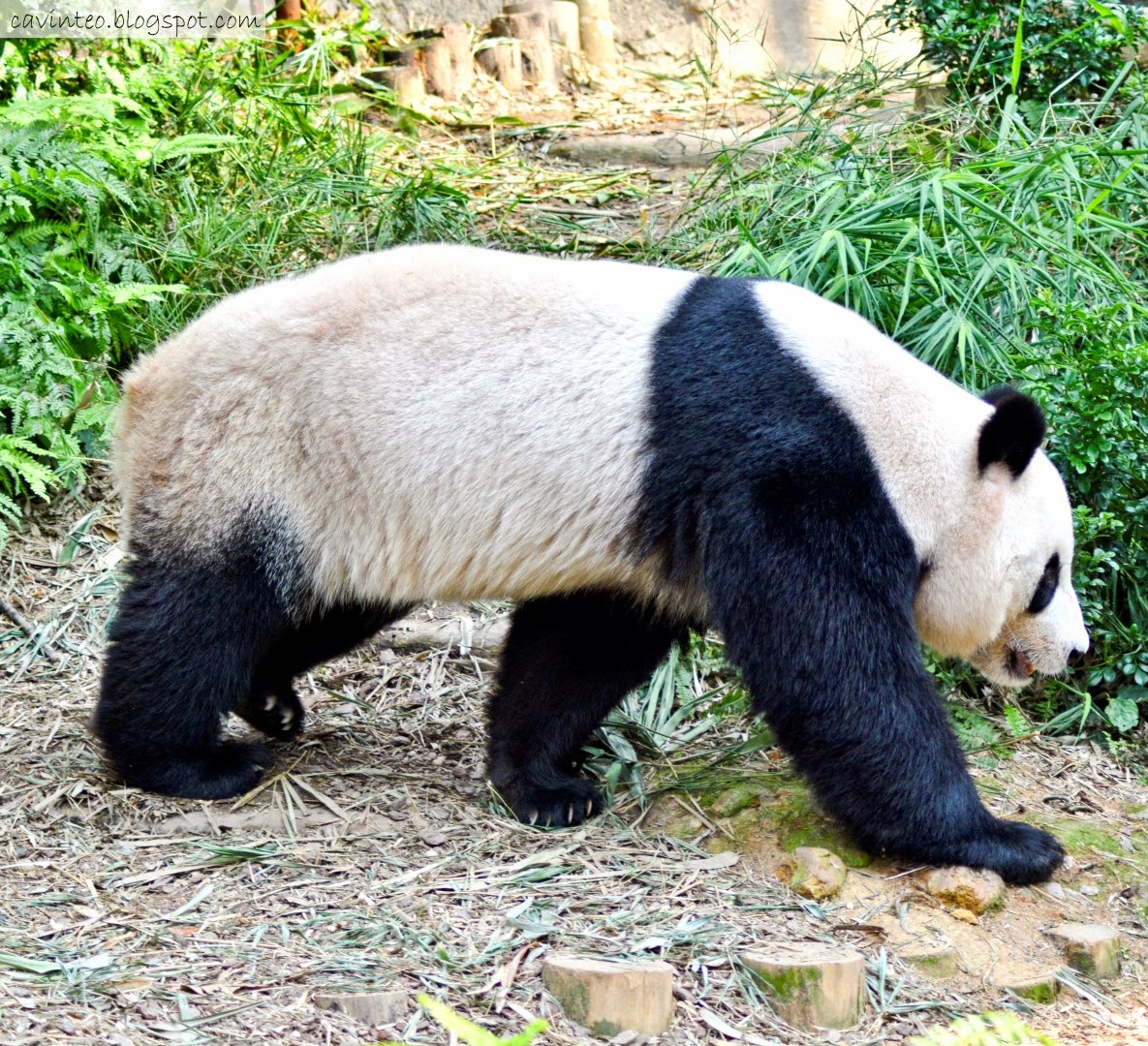 Entree Kibbles: Giant Panda Forest - Saying Hi to Kai Kai & Jia Jia ...